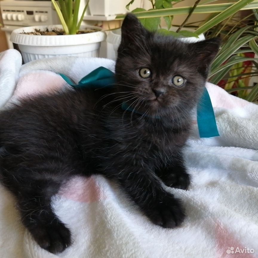 Шотланский котенок