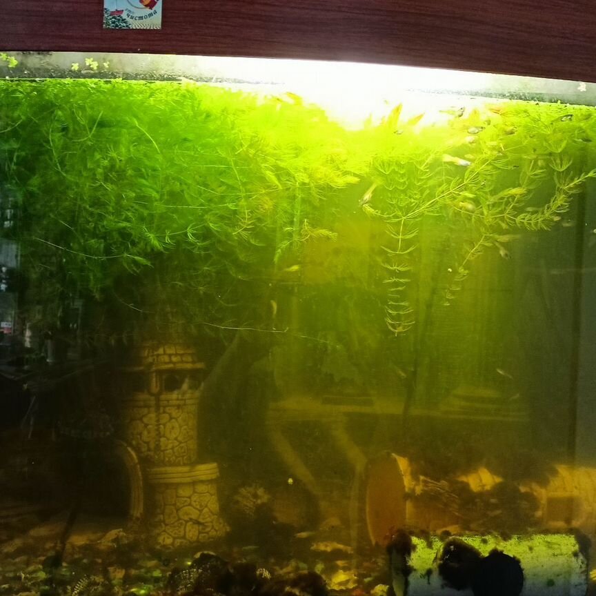 Аквариум