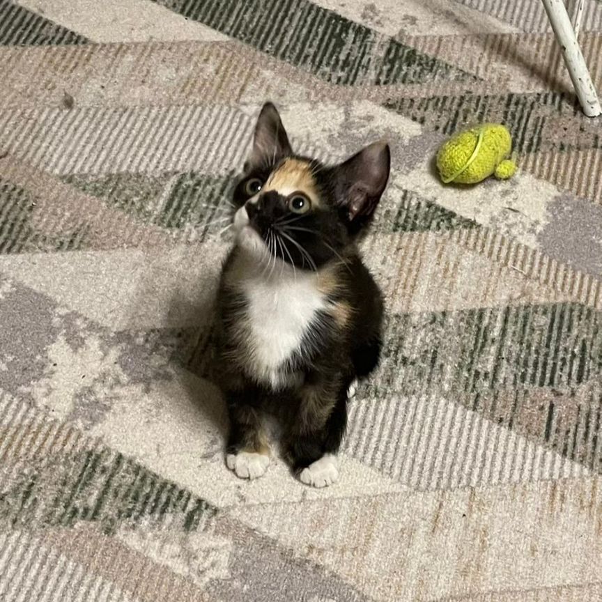 Котёнок девочка в добрые руки