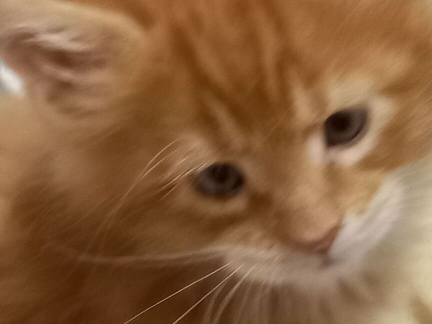 Котята кунята