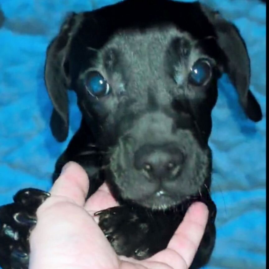 Щенок в добрые руки