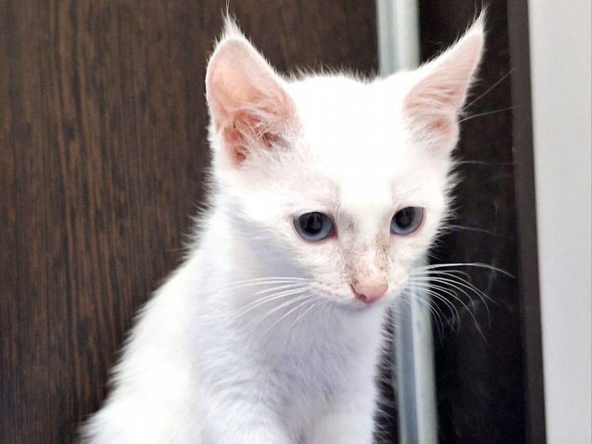 Котятки 2 мес девочки