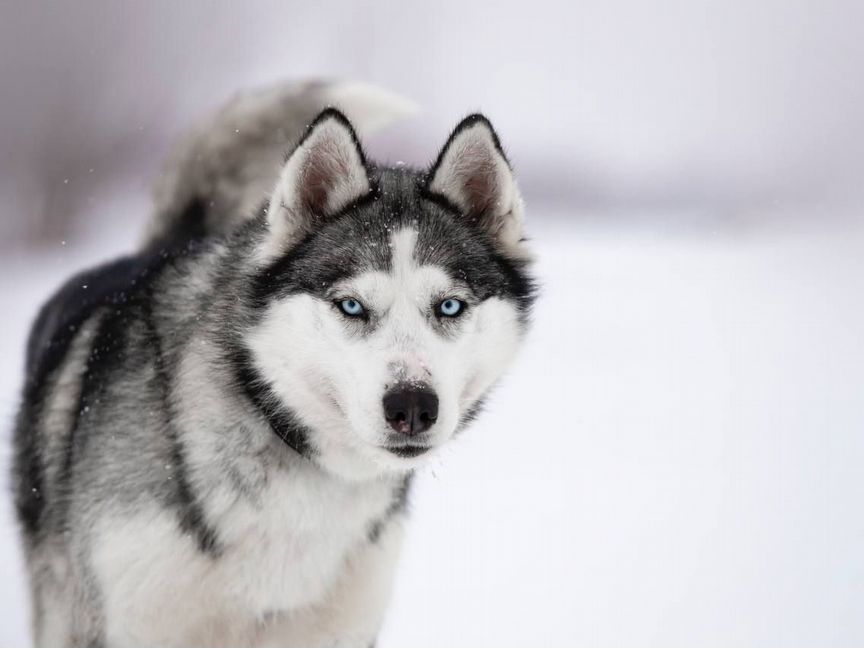 Хаски Тимерия ищет дом