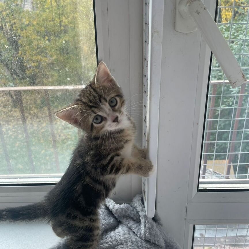 Котенку нужен дом