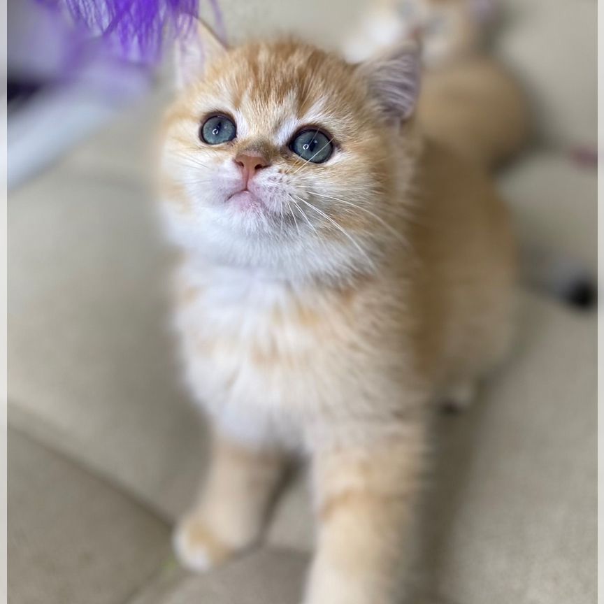 Британский короткошёрстный котёнок