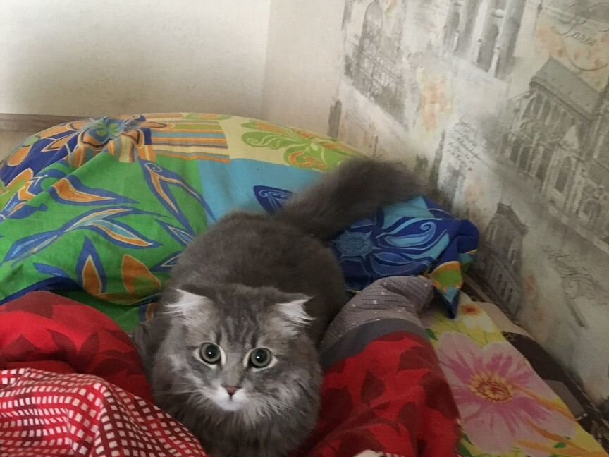 Отдам в добрые руки шотланского вислоухового кота