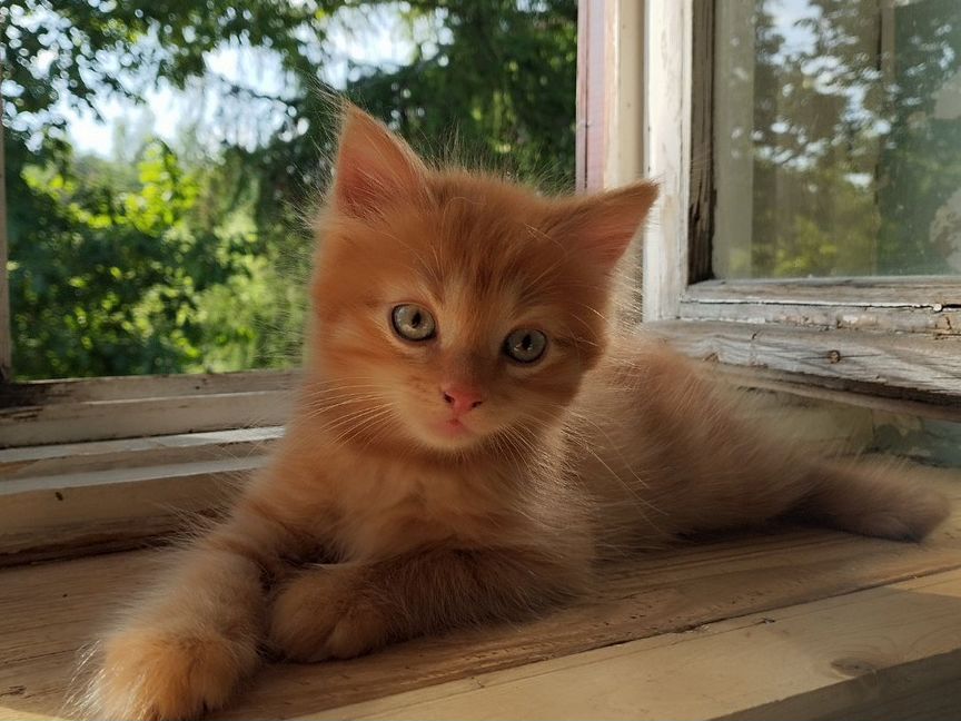 Отдам в добрые руки