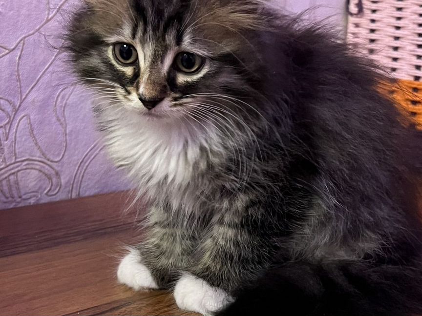 Сибирские котята