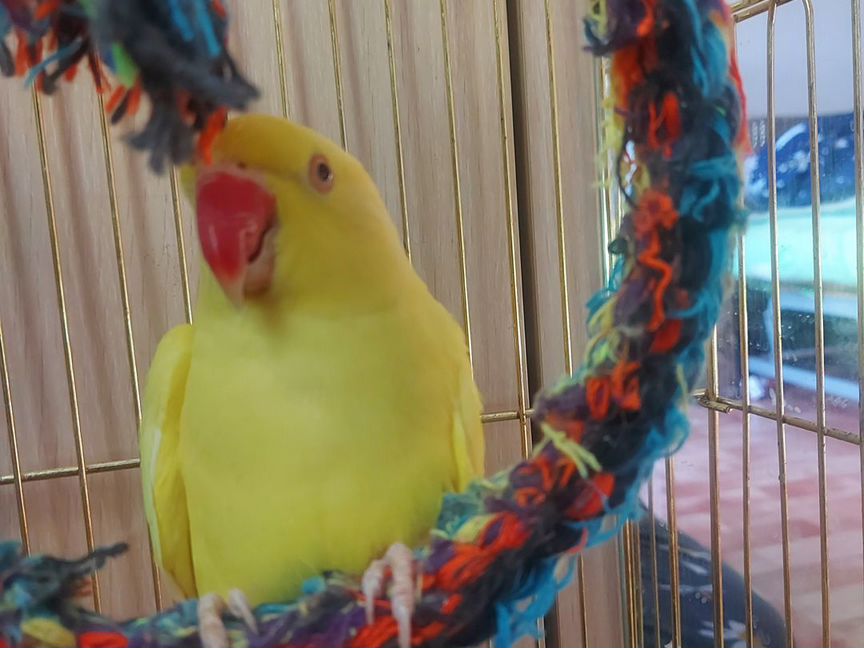 Продам самку ожерелового попугая