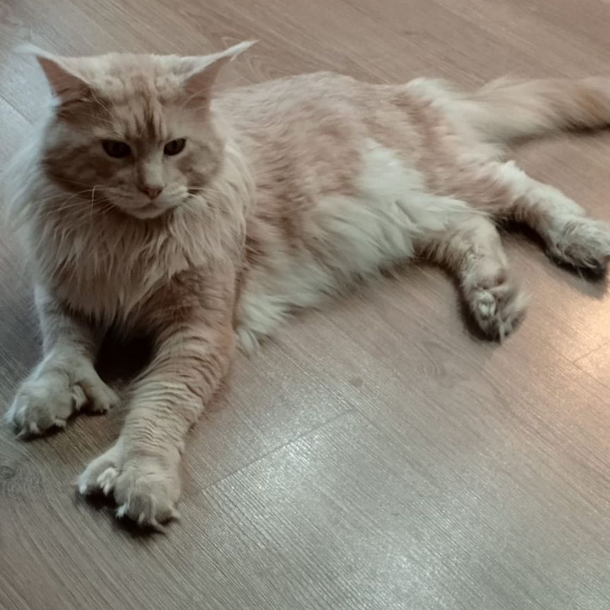 Продается кот породы мейн-кун