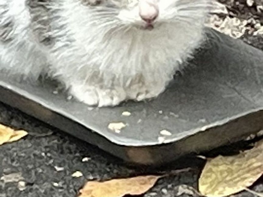 Маленькому котенку нужен дом