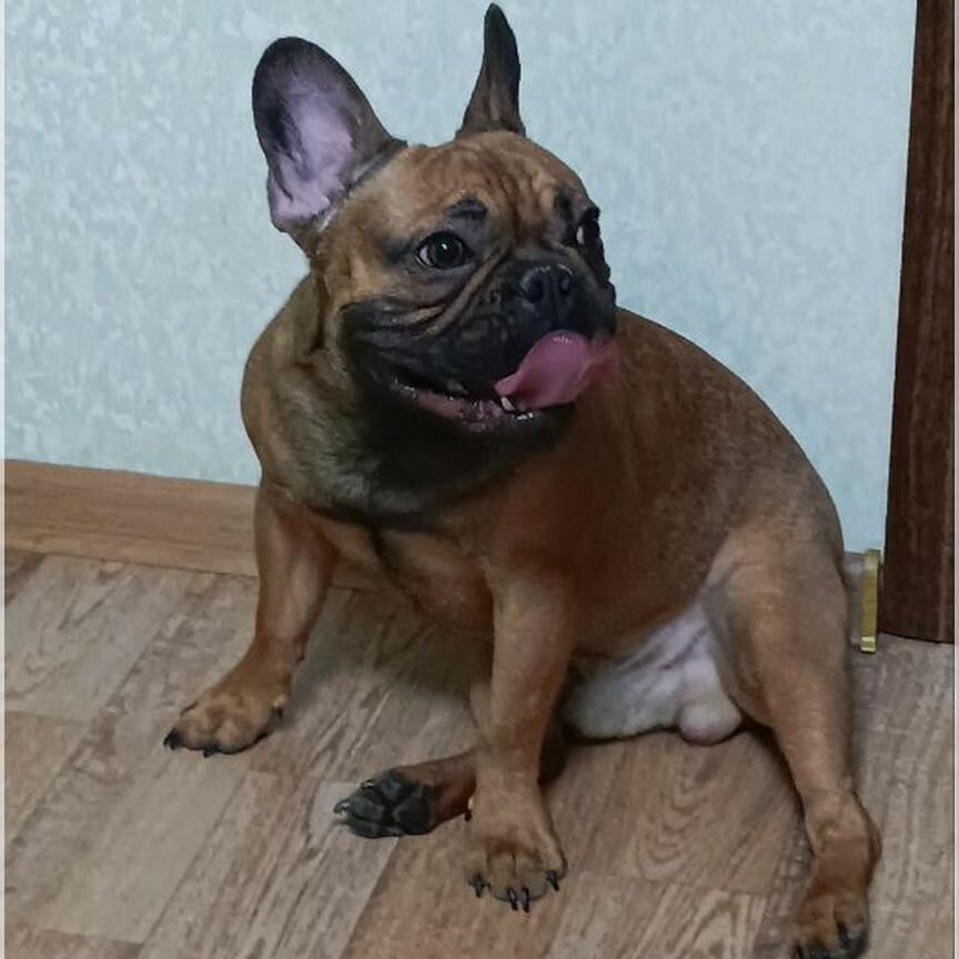 Французский бульдог