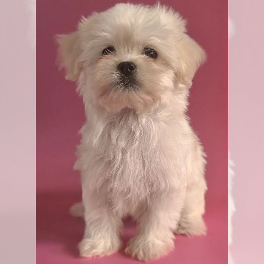 Продам щенка мальтезе