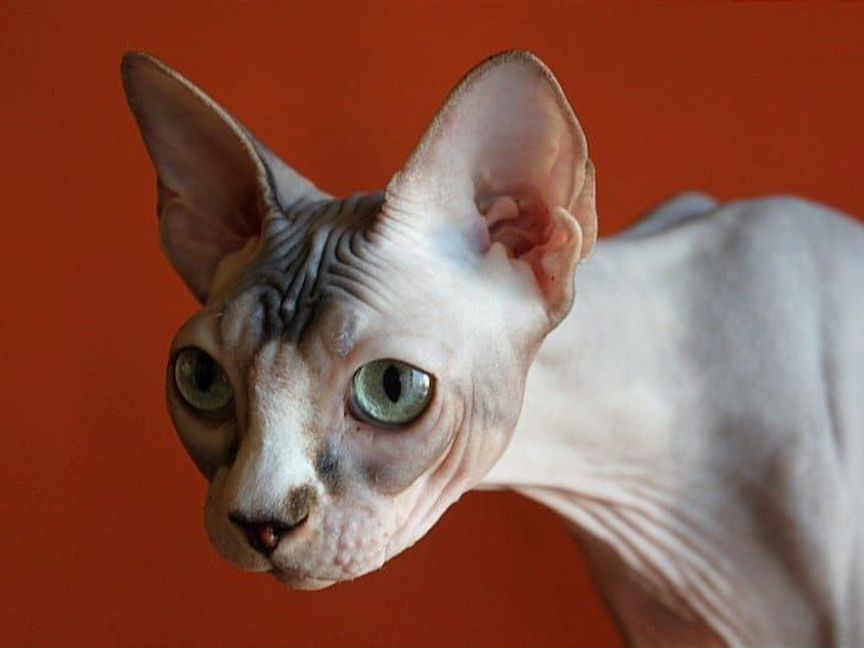 Котик с документами