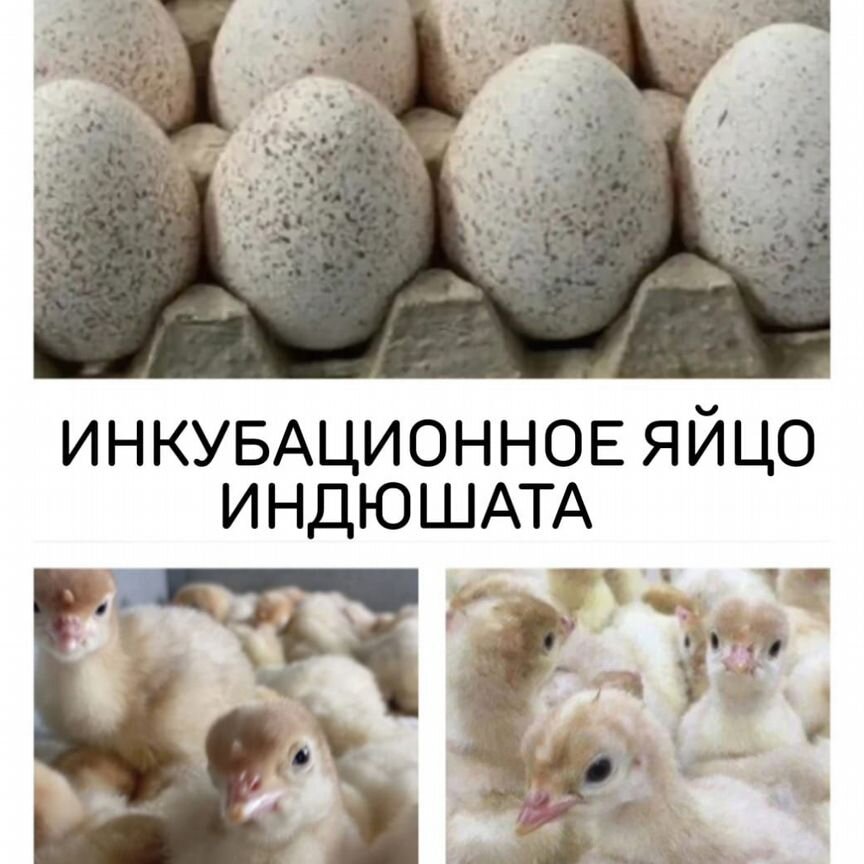 Инкубационное яйцо индейки.Запись на индюшат