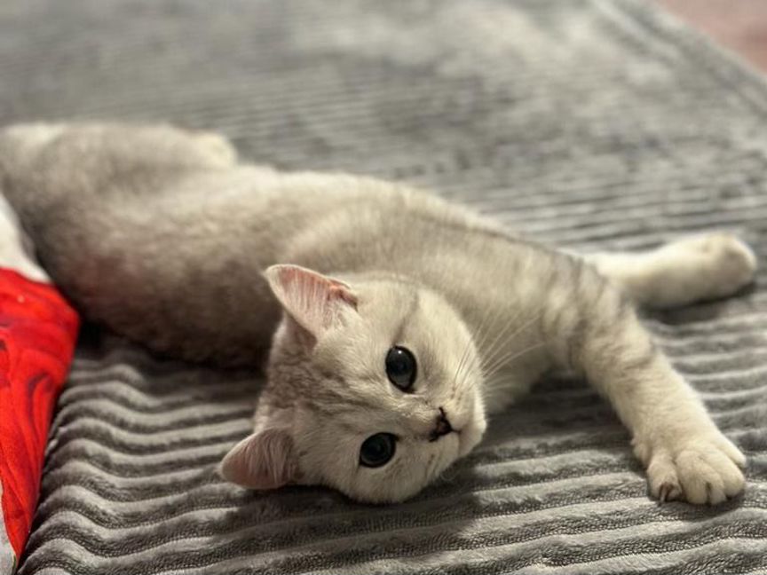 Белая британская кошка