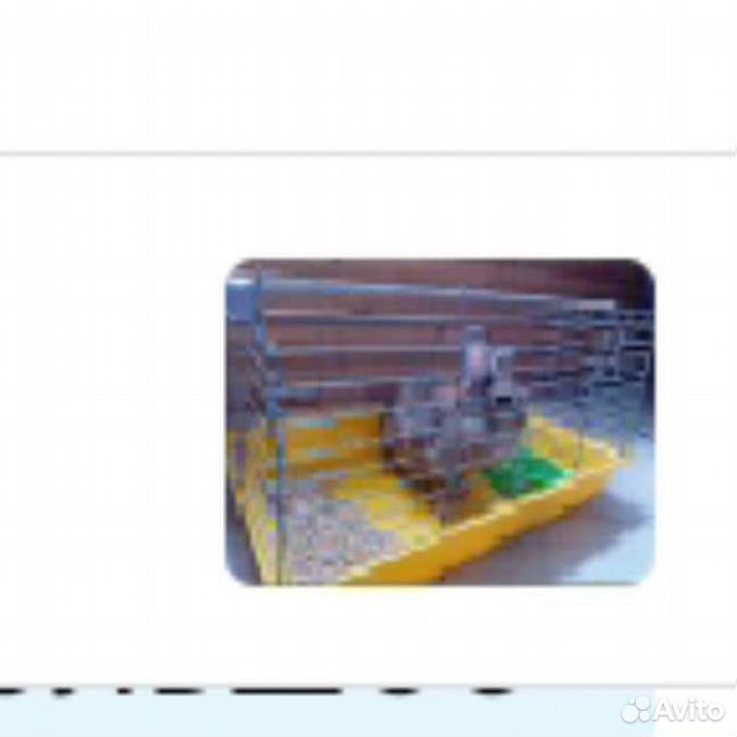 Кролик голландской породы