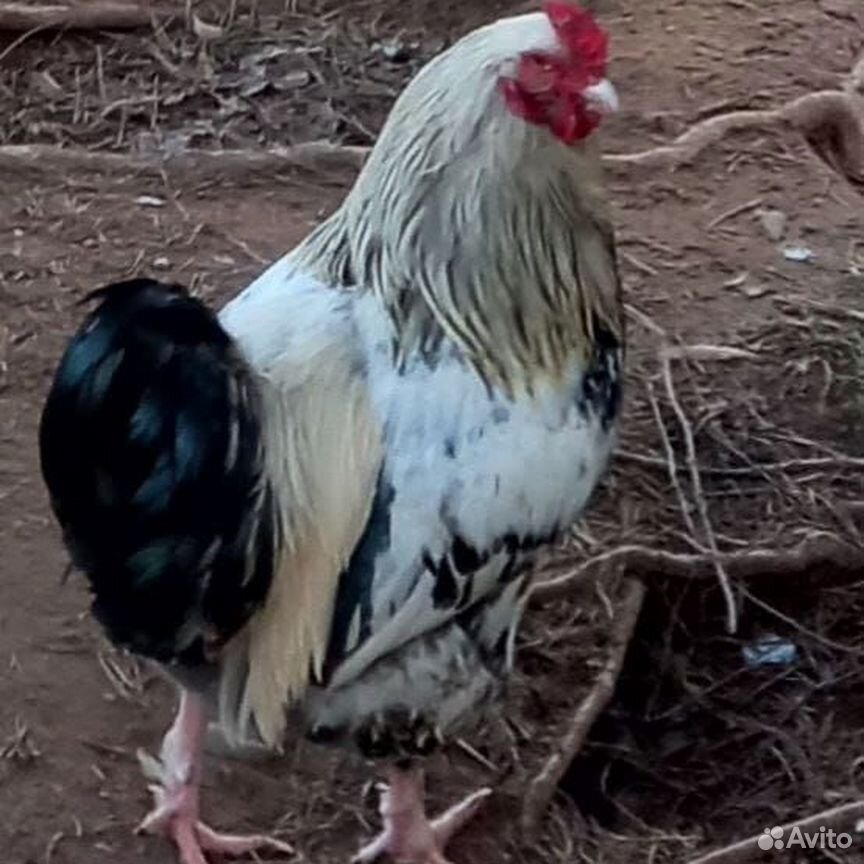 Молодые петухи