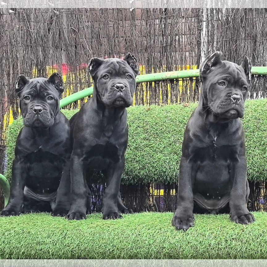 Кане-корсо, щенок