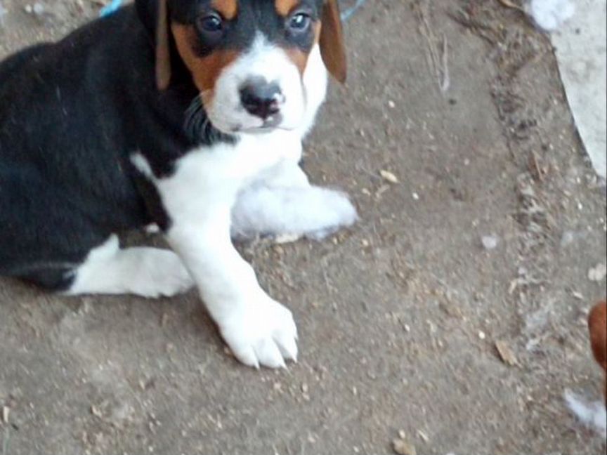 Щенок эстонской гончей