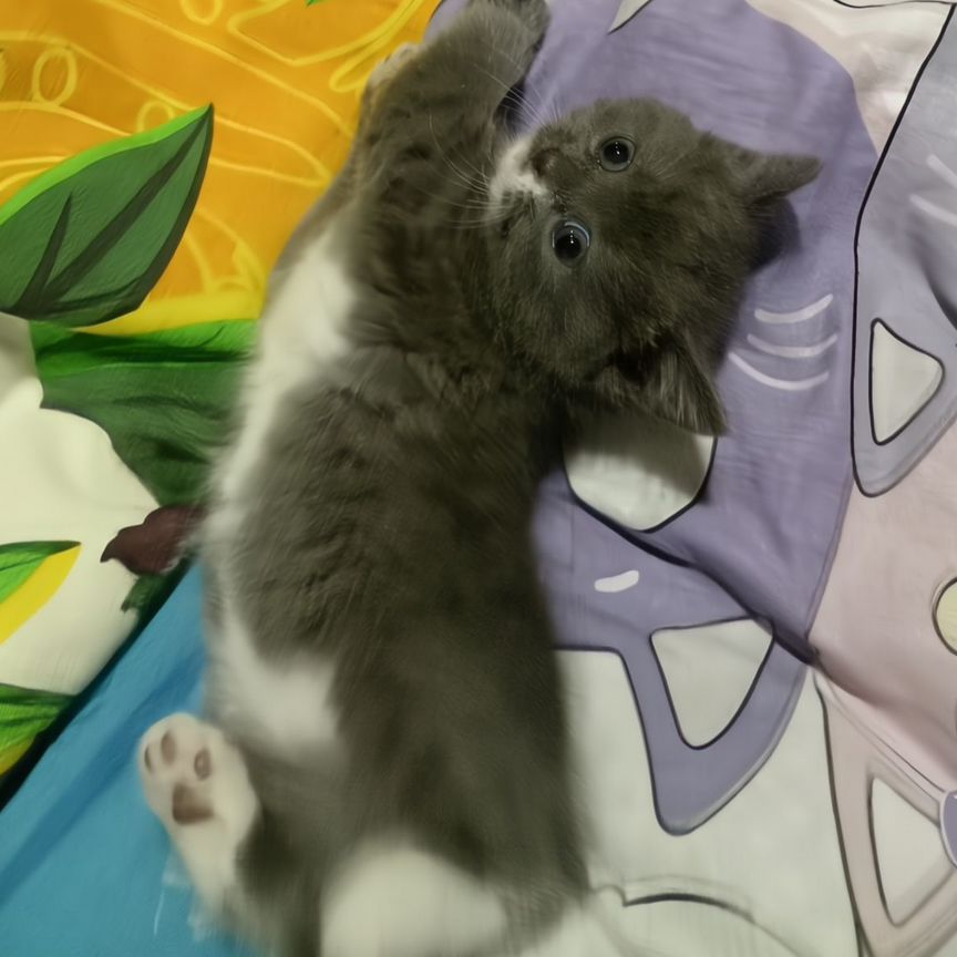 Шотландский прямоухий короткошёрстный котёнок