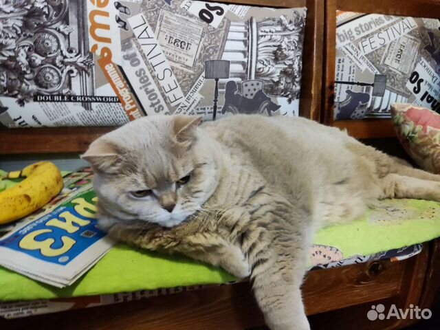 Британская