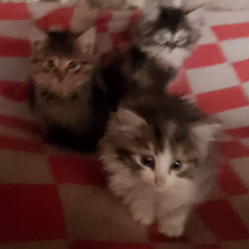 Котята в добрые руки бесплатно все девочки