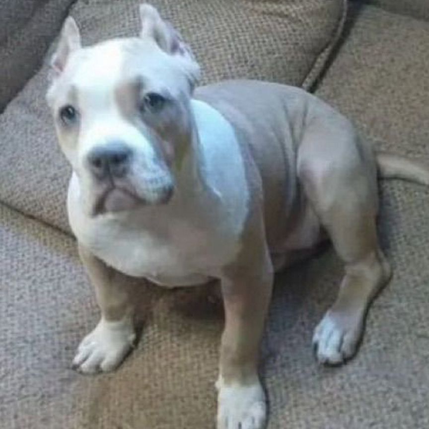 Американский булли, щенок