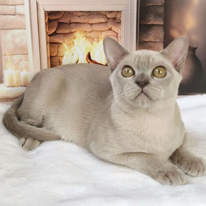 Европейский бурманский котёнок