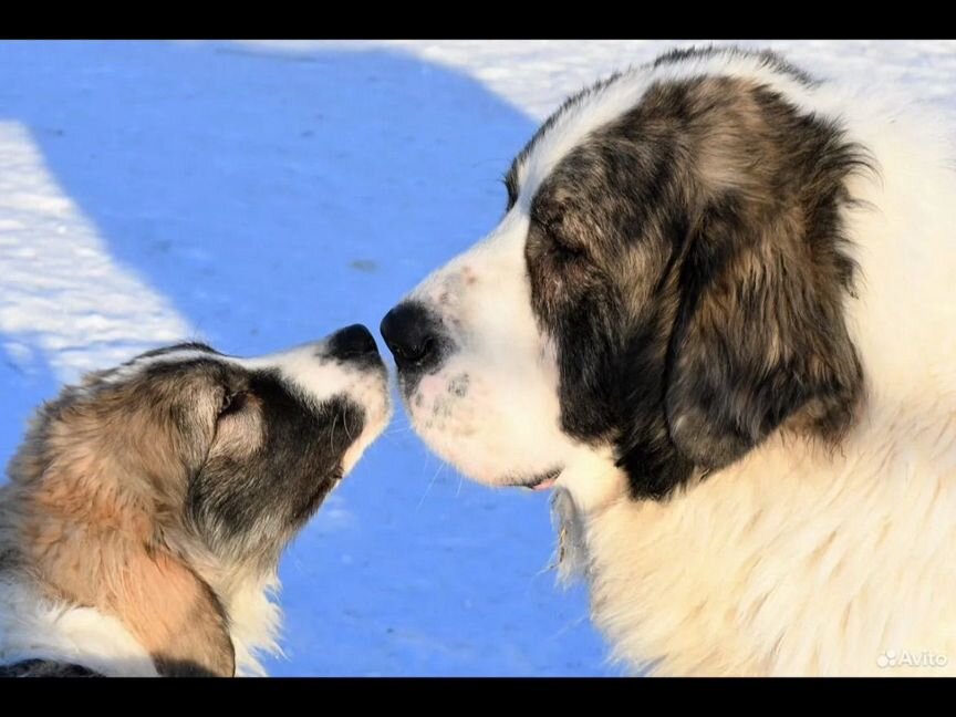 Чудесные щенки Пиренейского мастифа