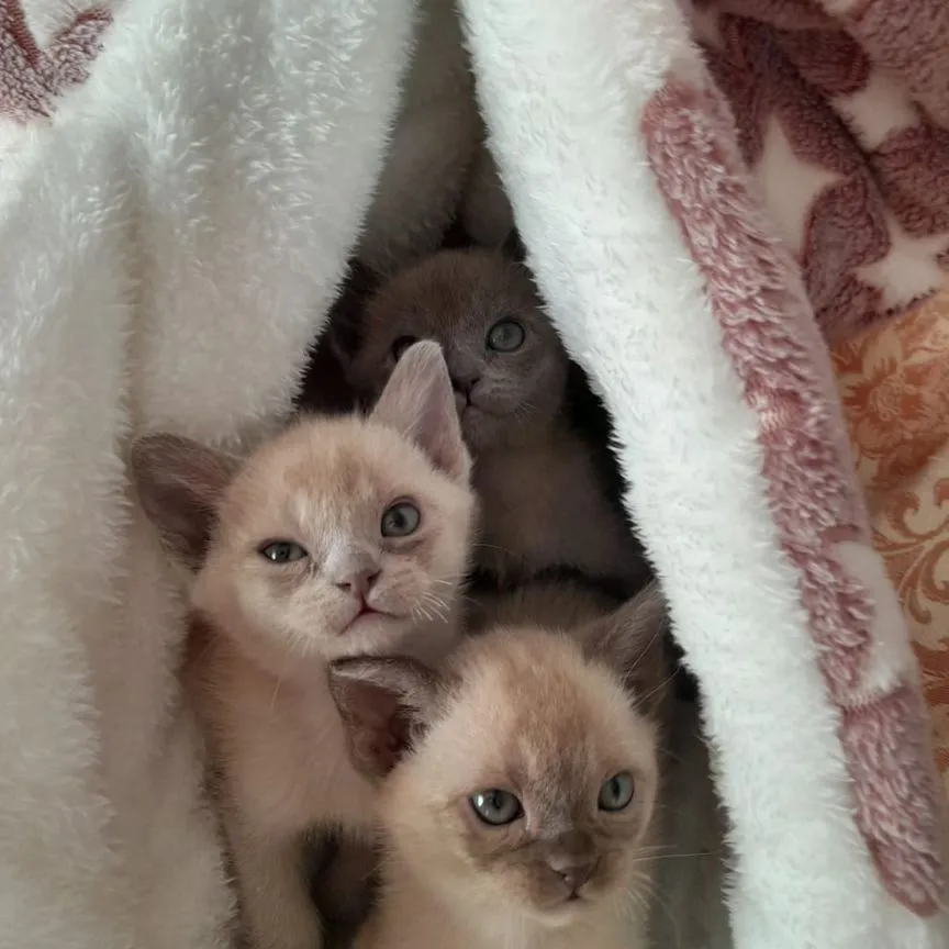 Котяки Европейской бурмы