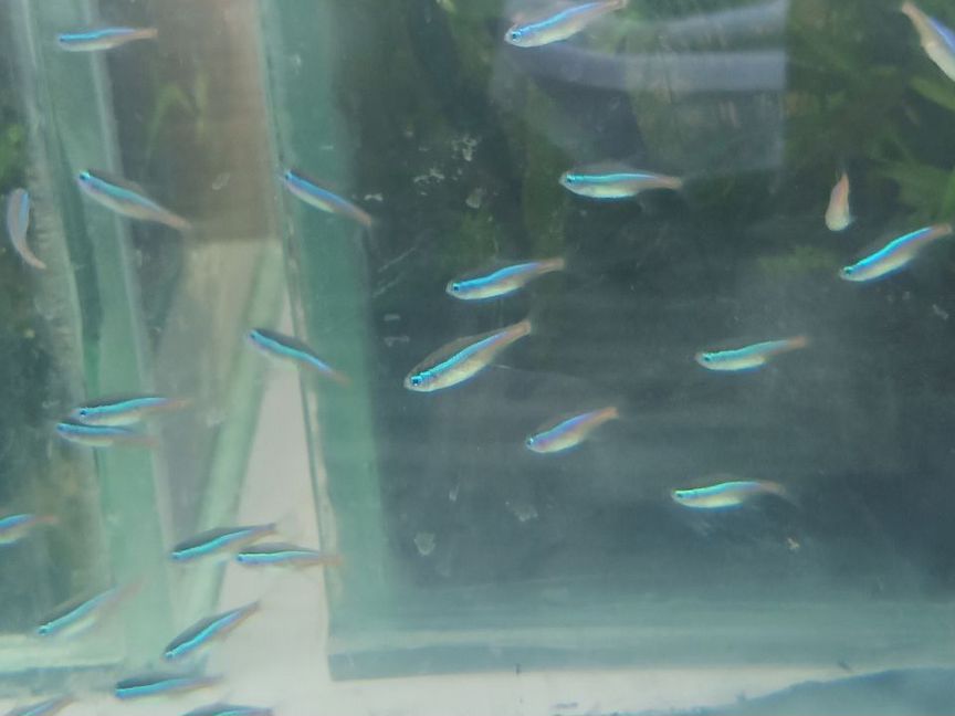 Голубой неон