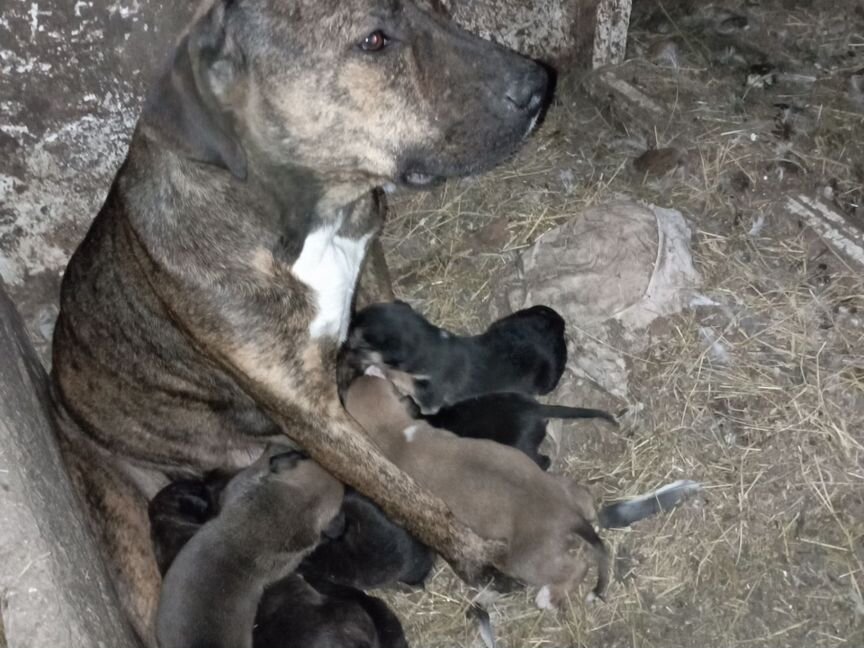 Отдам в добрые руки щенят,помесь стафошера