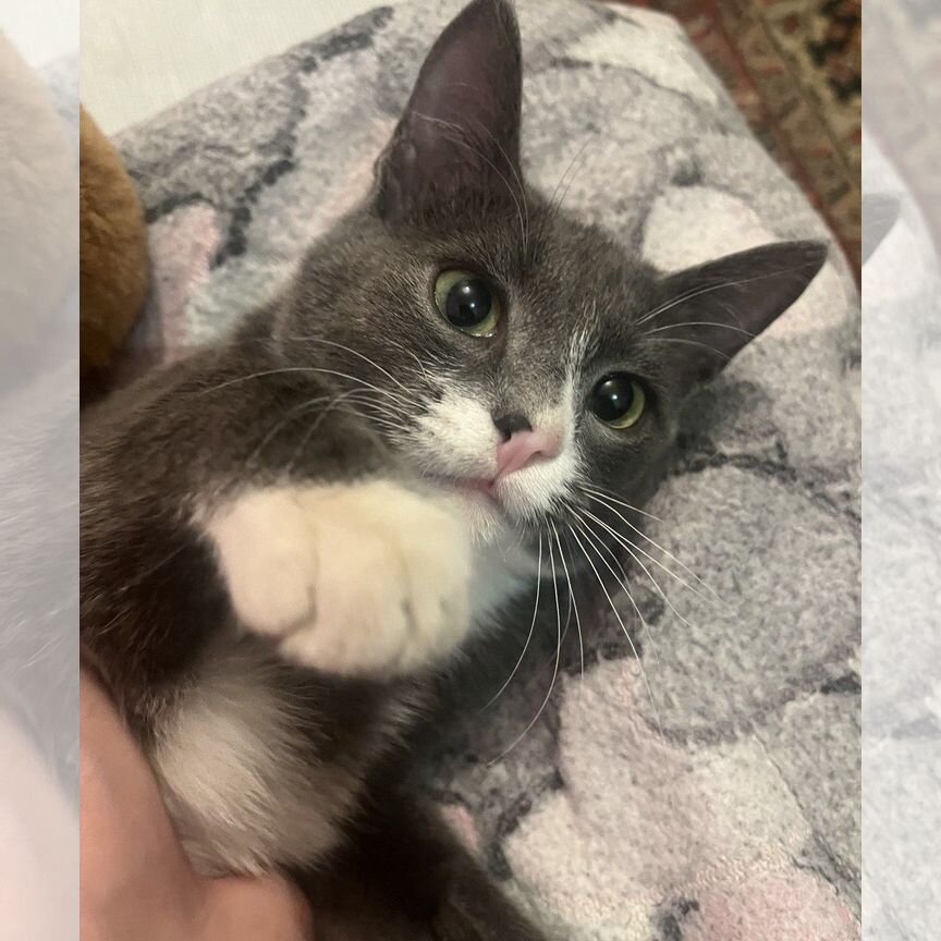 Котёнок в добрые руки