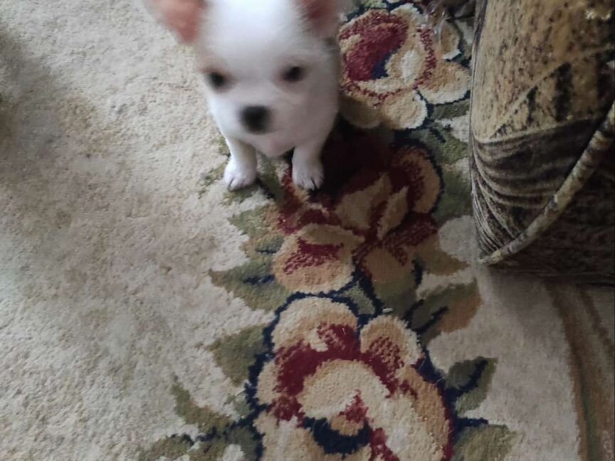 Щенки бивер йорка и чехуа девочка 2 месяца