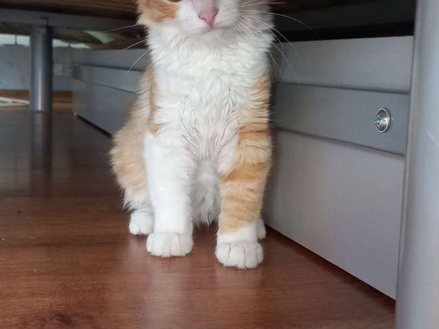 Кошечка