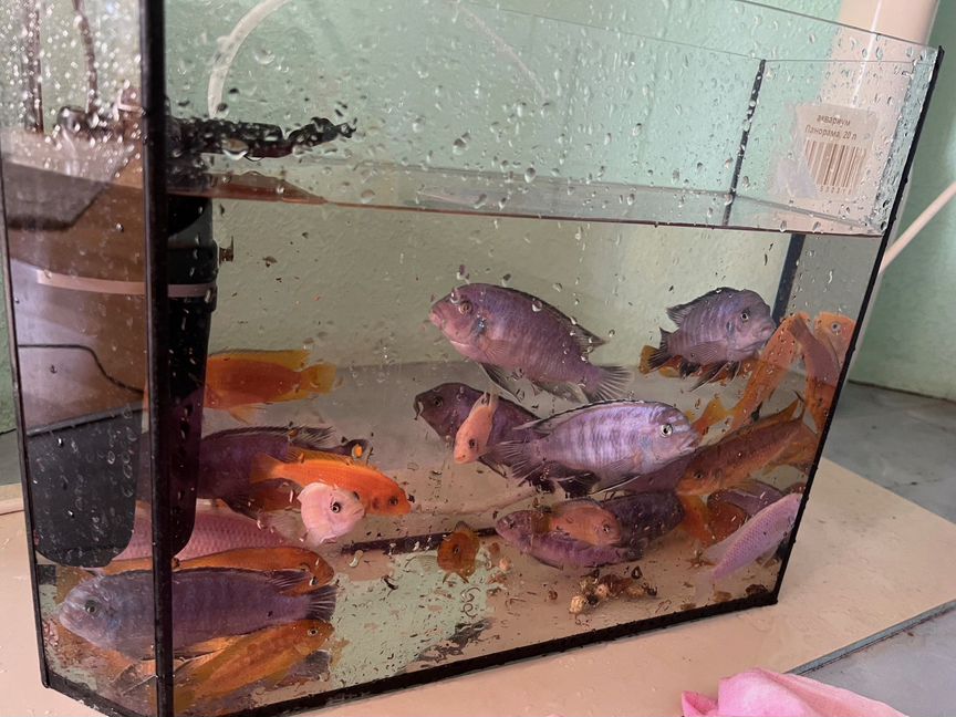 Рыбы цихлиды бесплатно