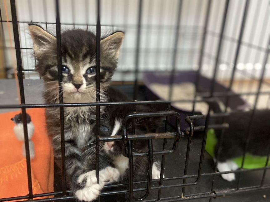 Котята в добрые руки 1 месяц
