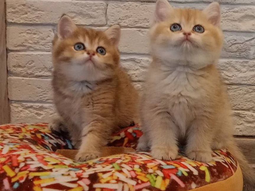 Британские котята