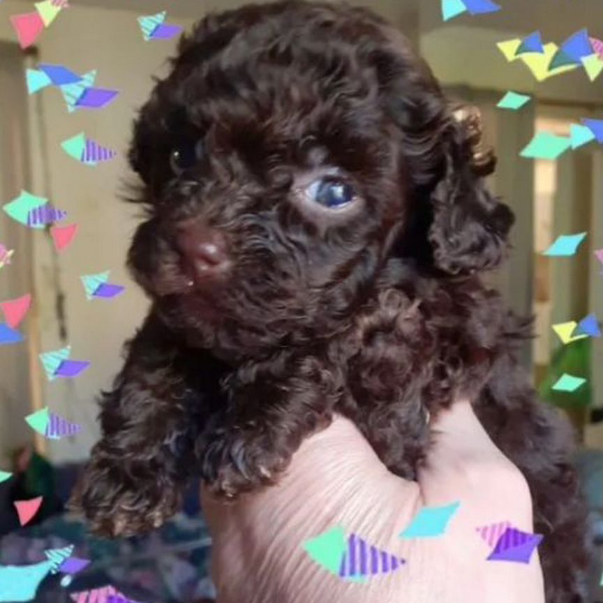 Той-пудель, щенок