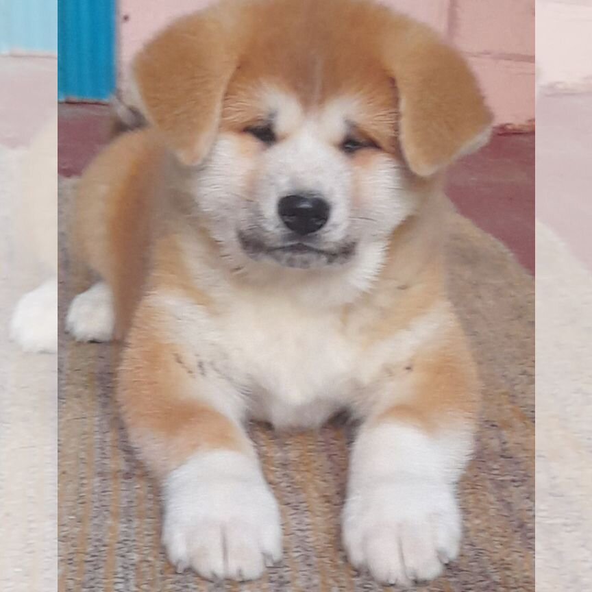 Малыши акита ину