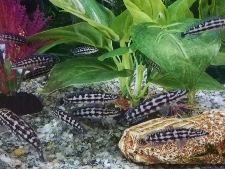 Продам рыбок юлидохромис масковый