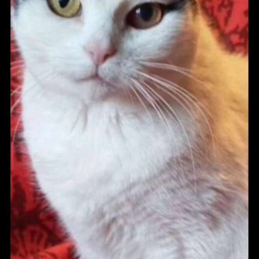 Супер контактная Белочка