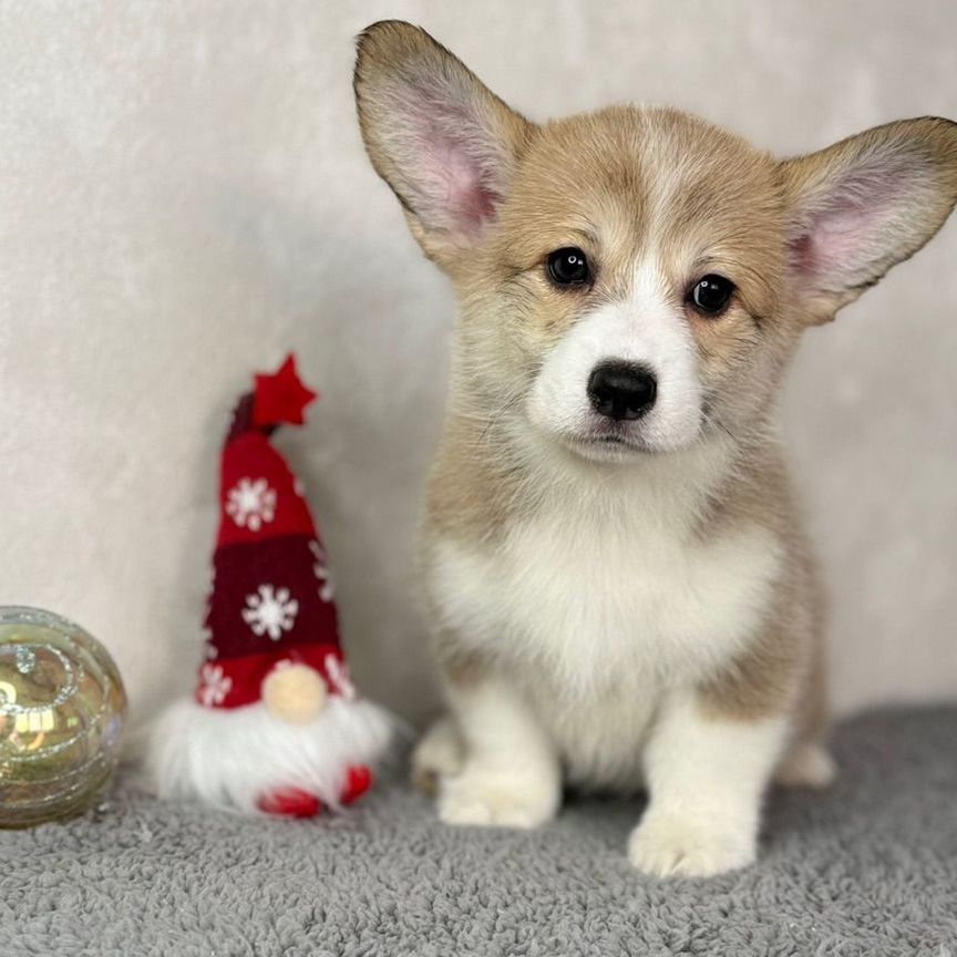 Вельш Корги Пемброк, щенок