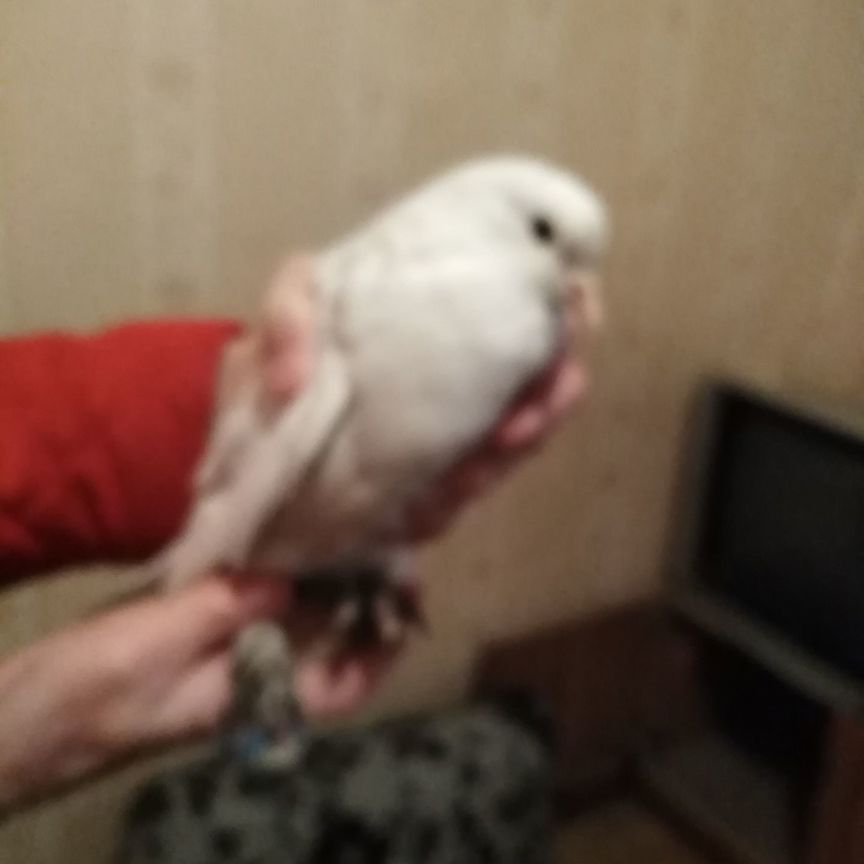 Отдам даром белого мохноногого голубя