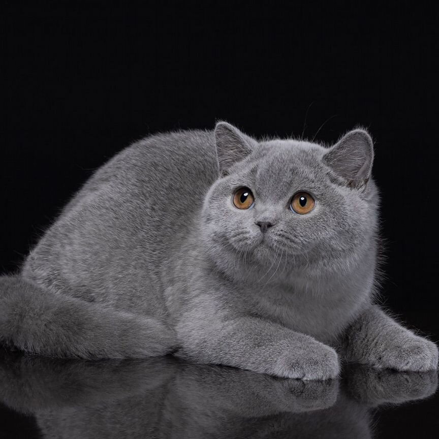 Британский мальчик