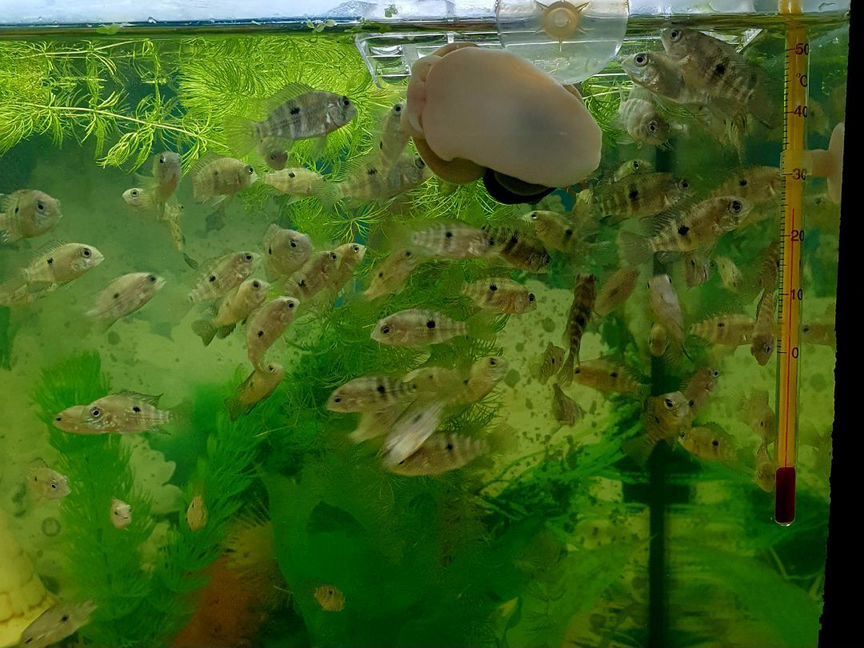 Аквариумные рыбки