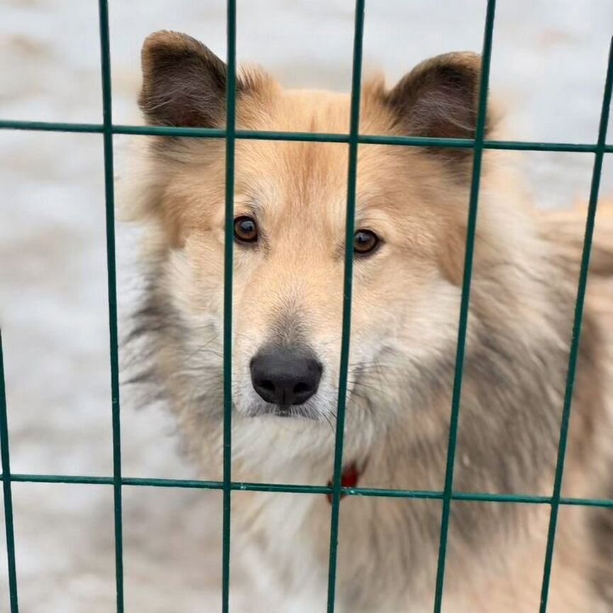 Песик Гамбит нуждается в любящем хозяине