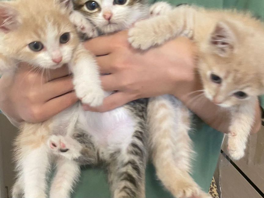 Котята ищут дом