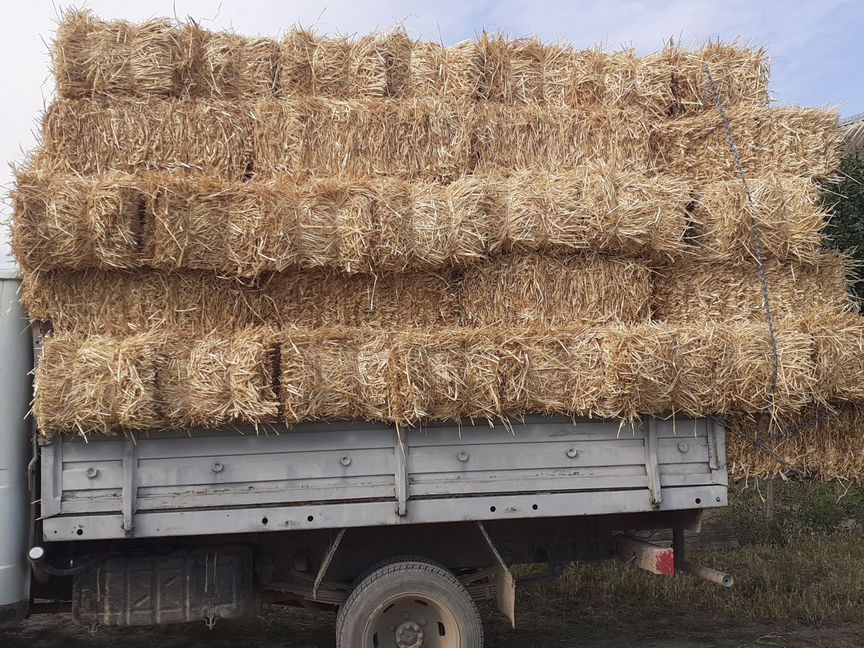 Товары для животных